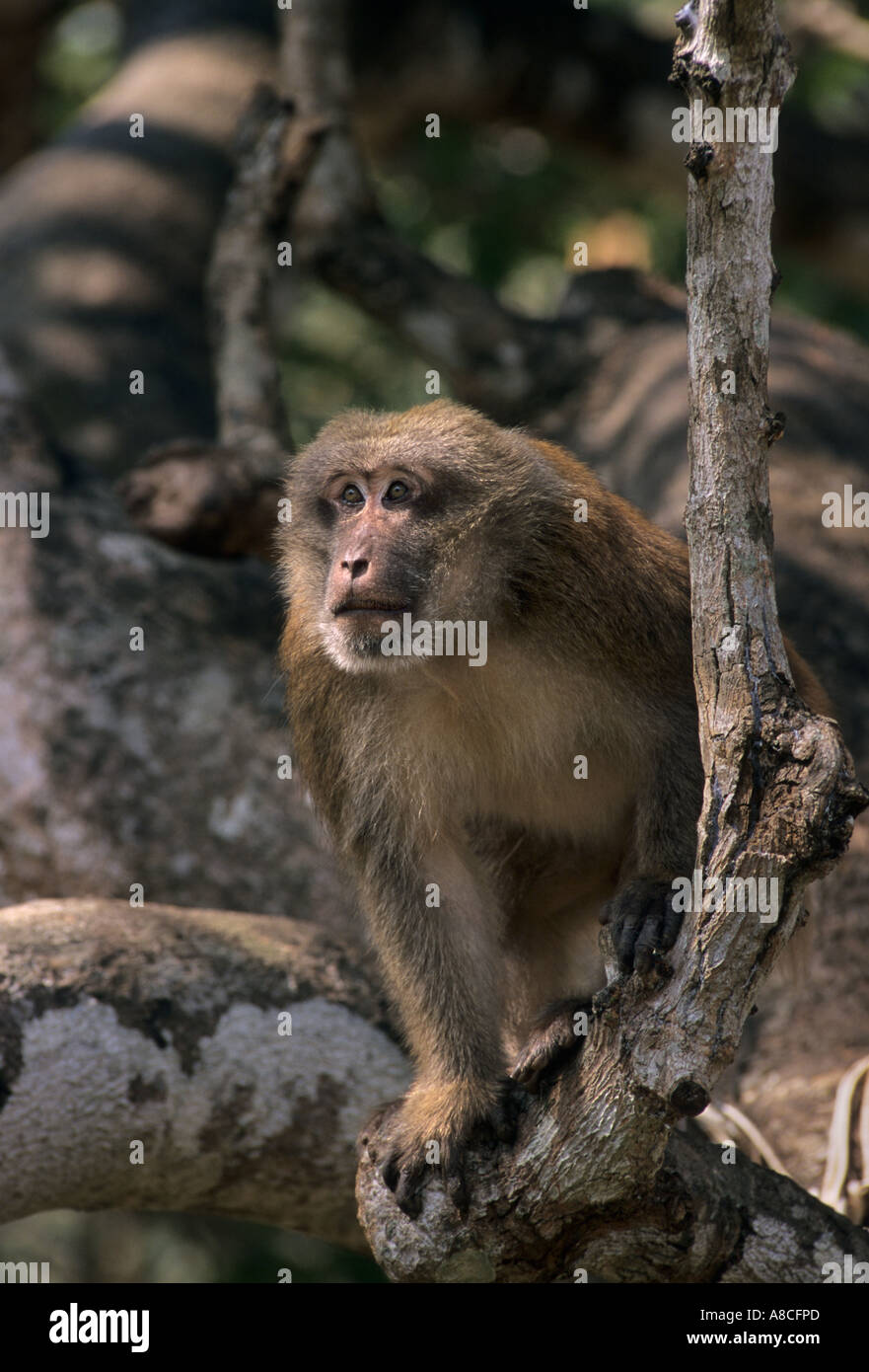 Assamensis hi-res stock photography and images - Alamy