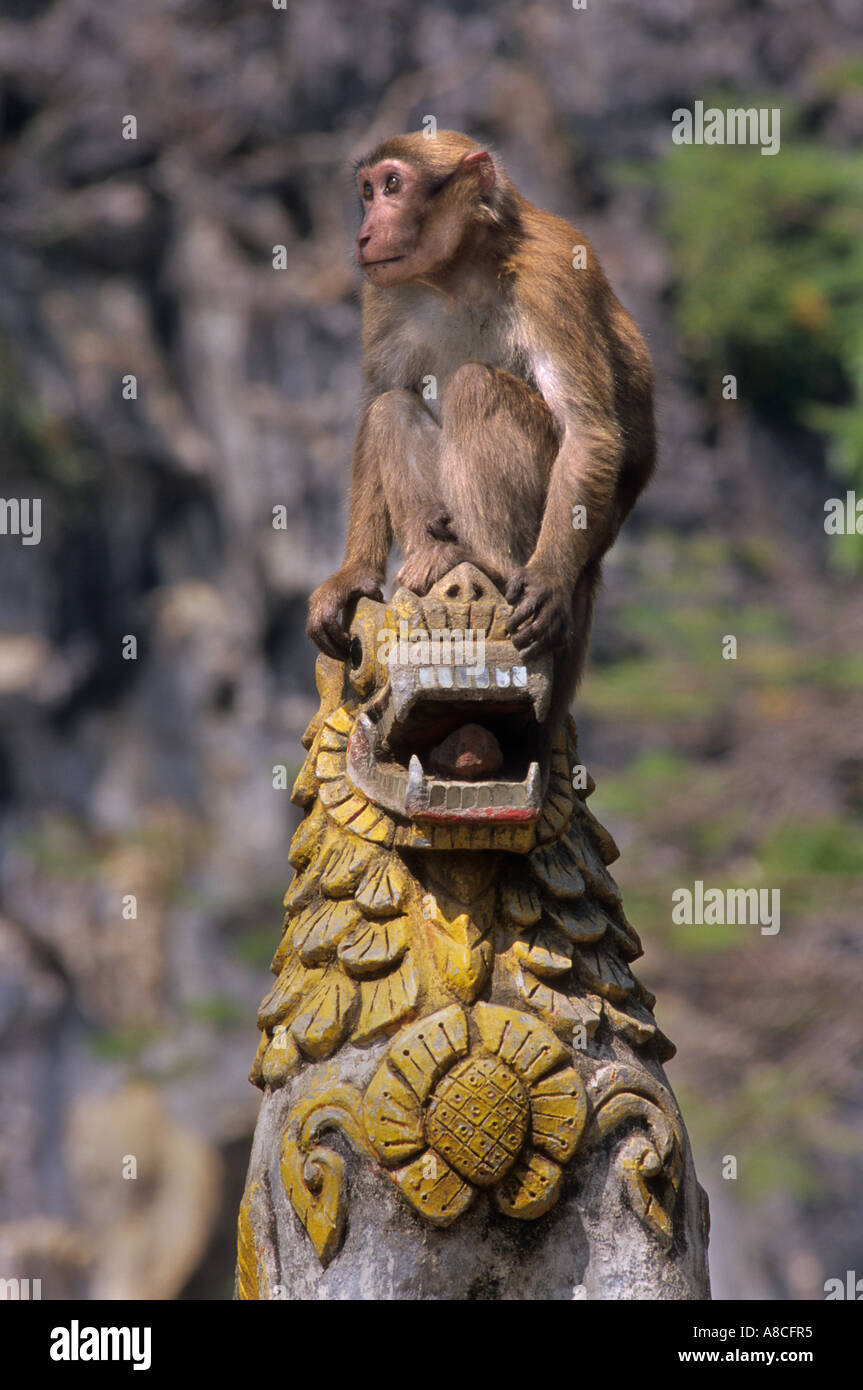 Assamese macaque Macaca assamensis, Mae Sai, Thailand Stock Photo - Alamy