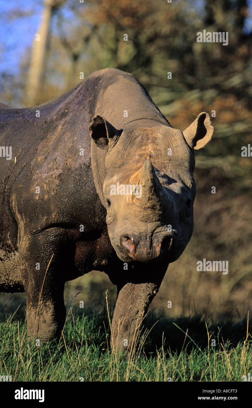 Wildlife relocation africa hi-res stock photography and images - Alamy