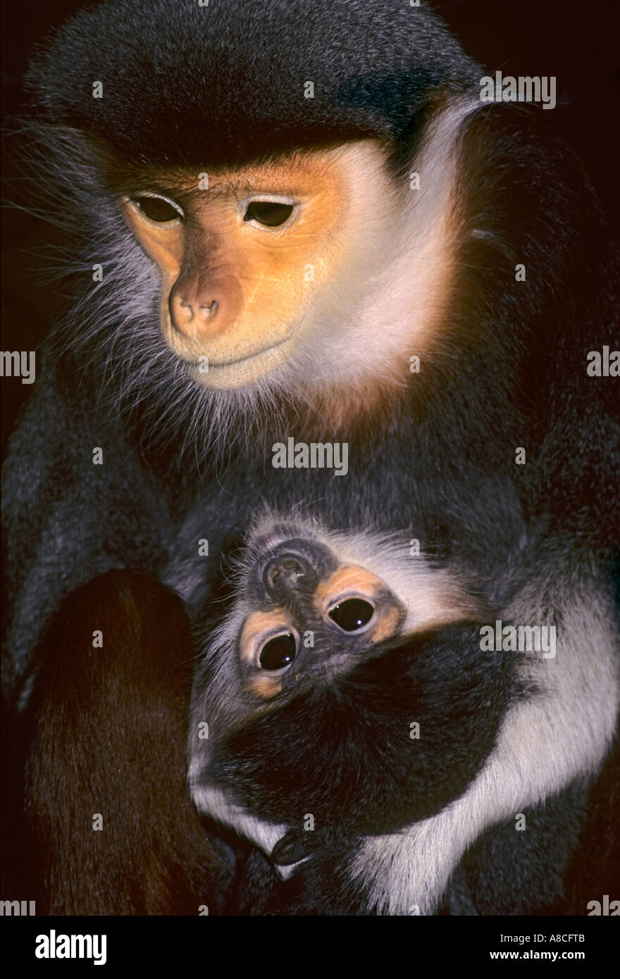 Douc langur hi-res stock photography and images - Alamy