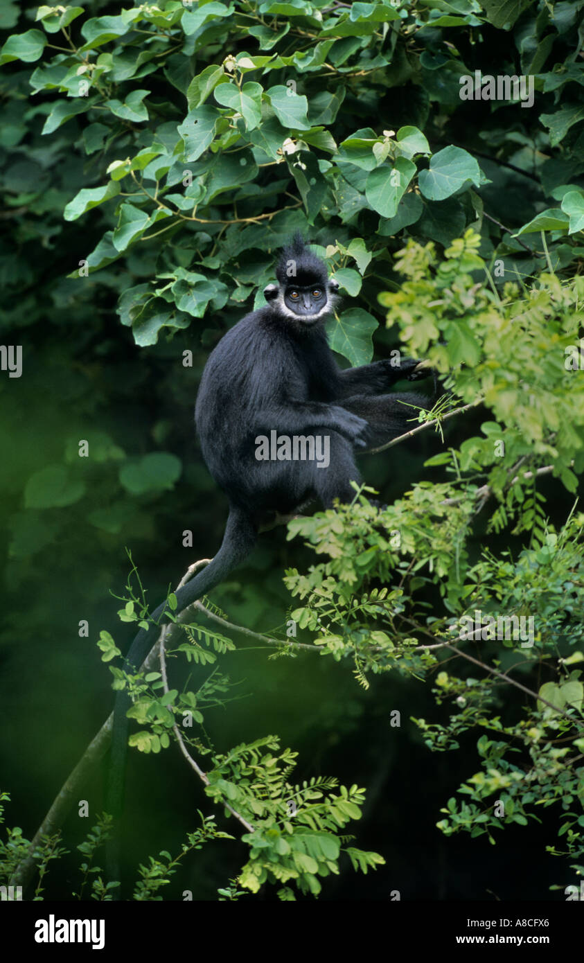 Trachypithecus hatinhensis hi-res stock photography and images - Alamy
