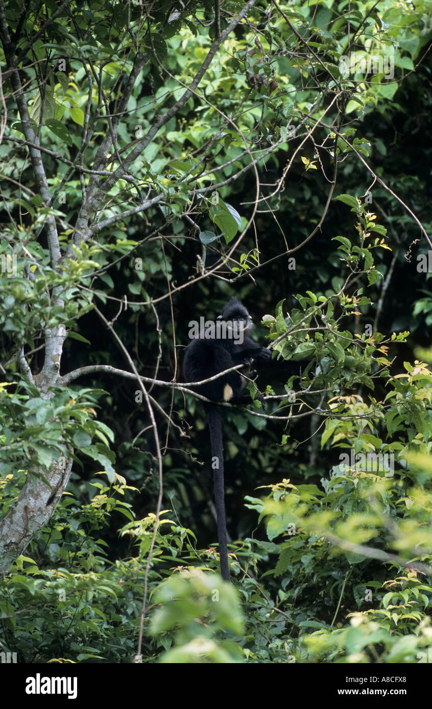 Ha Tinh langur Trachypithecus hatinhensis Stock Photo - Alamy