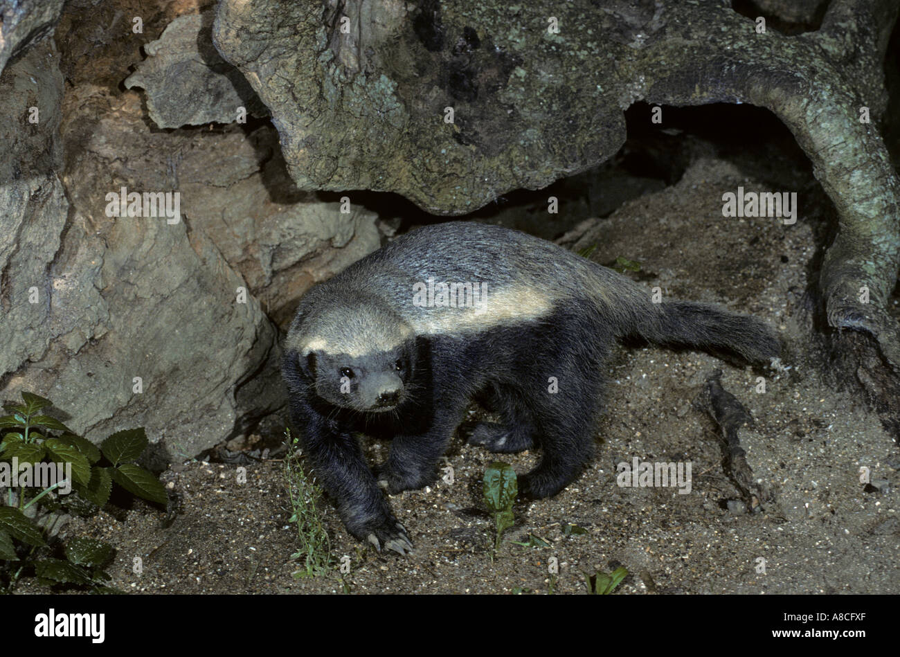 Ratel or honey badger Mellivora capensis Captive Stock Photo - Alamy
