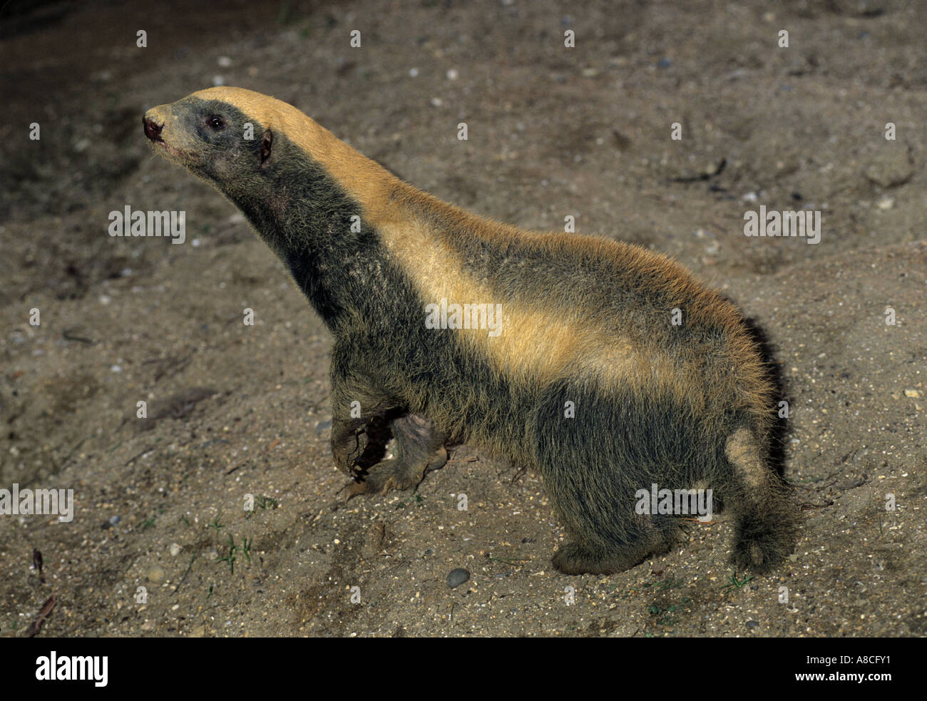 Ratel or honey badger Mellivora capensis Captive Stock Photo - Alamy
