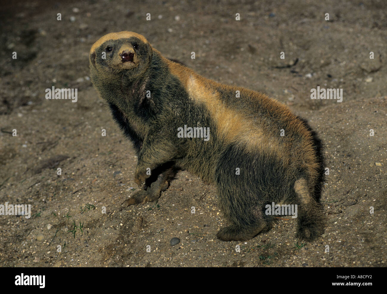 Honey guide bird ratel hi-res stock photography and images - Alamy