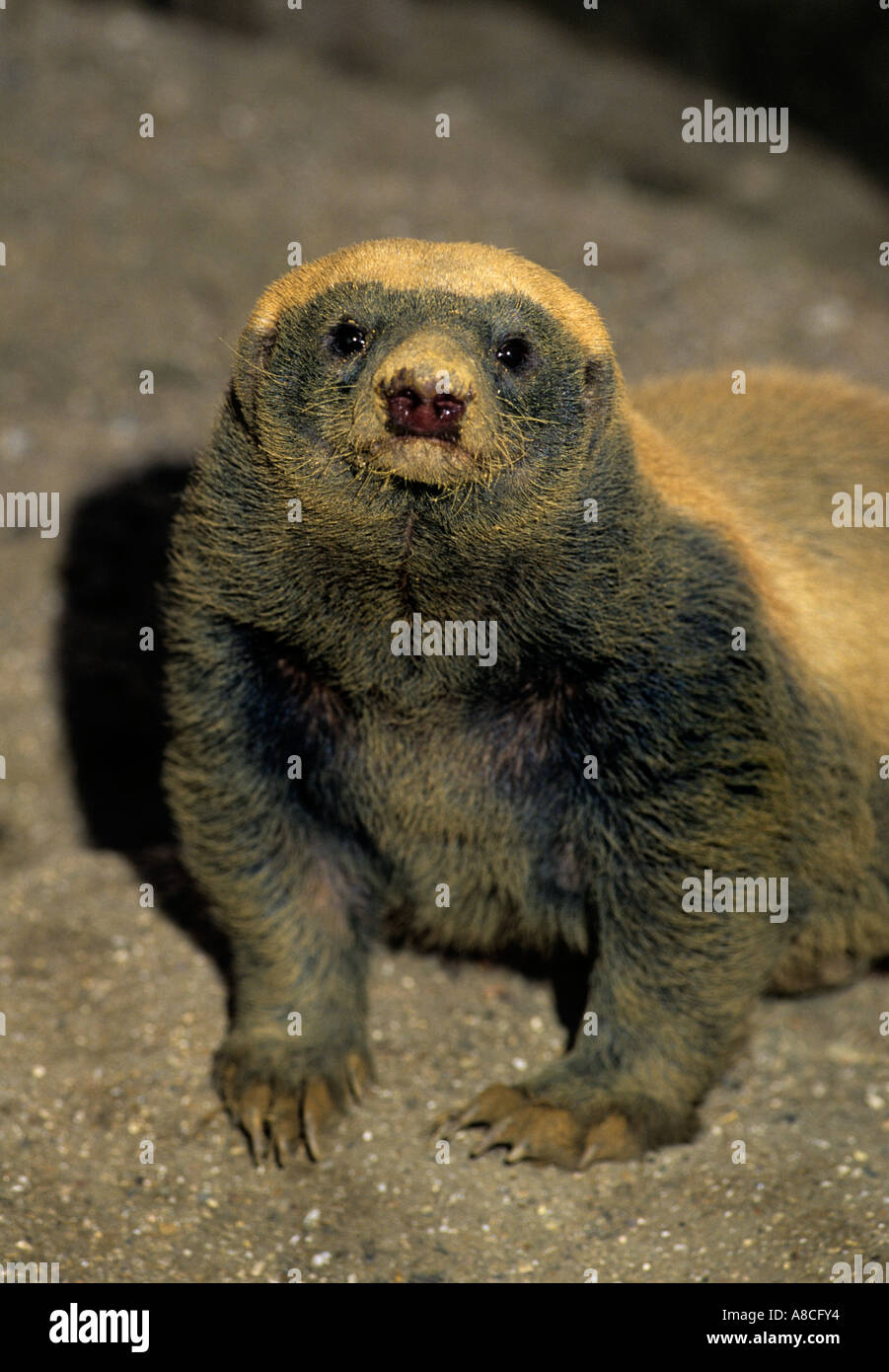 African honey bird hi-res stock photography and images - Alamy