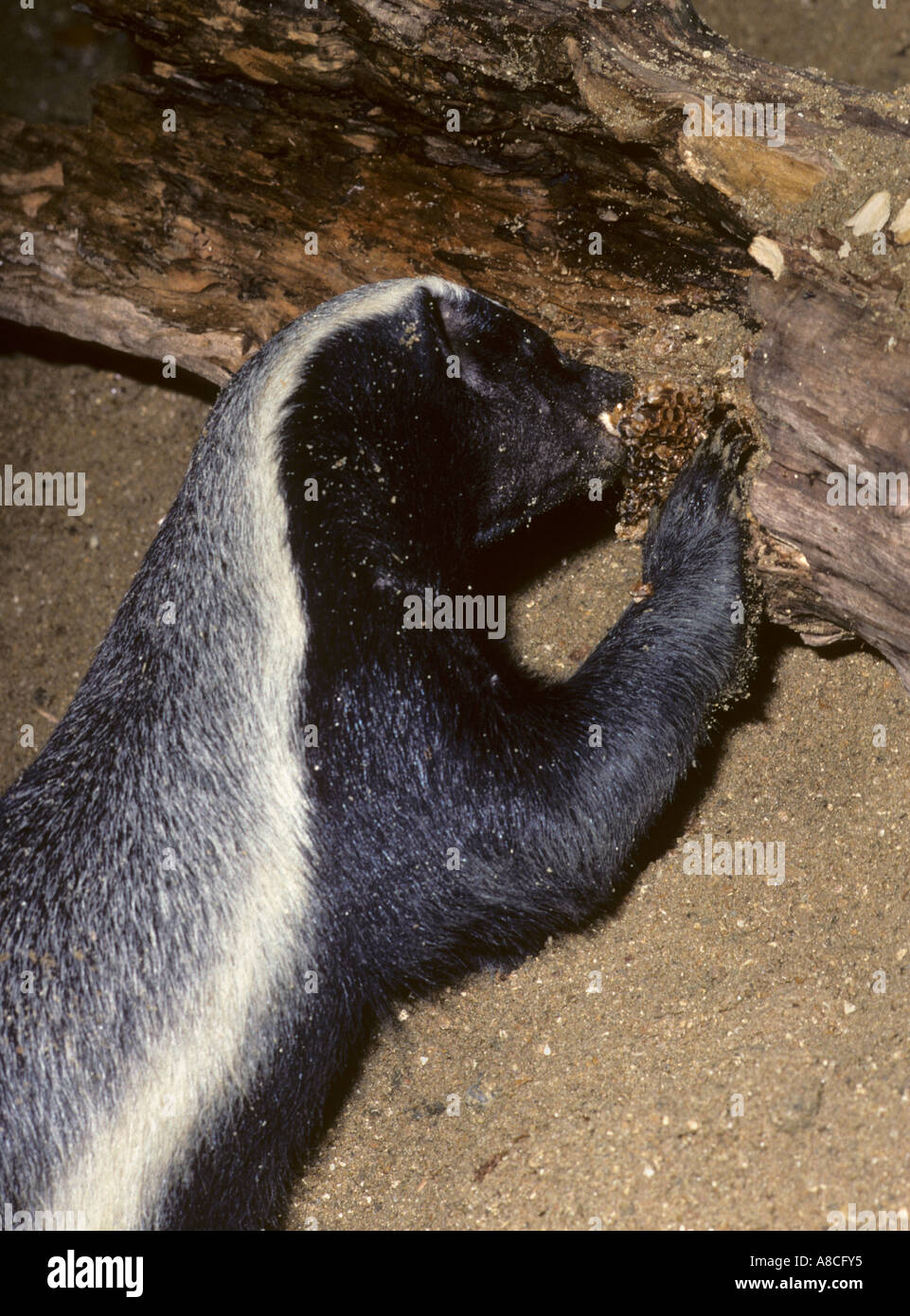 Honey guide bird ratel hi-res stock photography and images - Alamy