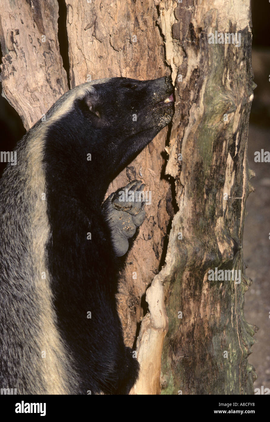 Ratel or honey badger Mellivora capensis Captive Stock Photo - Alamy