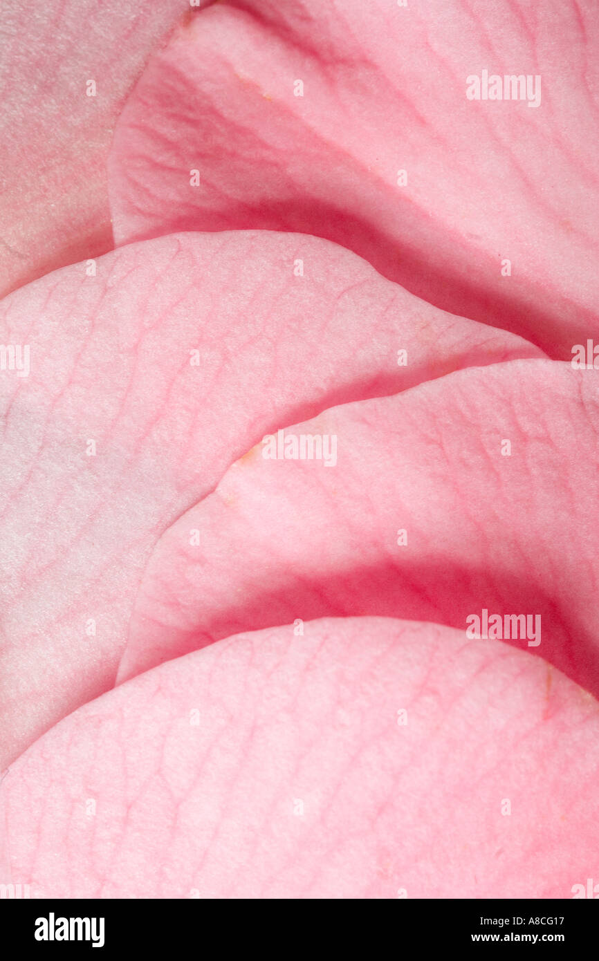 Layered layer layers of Pink petals Stock Photo - Alamy