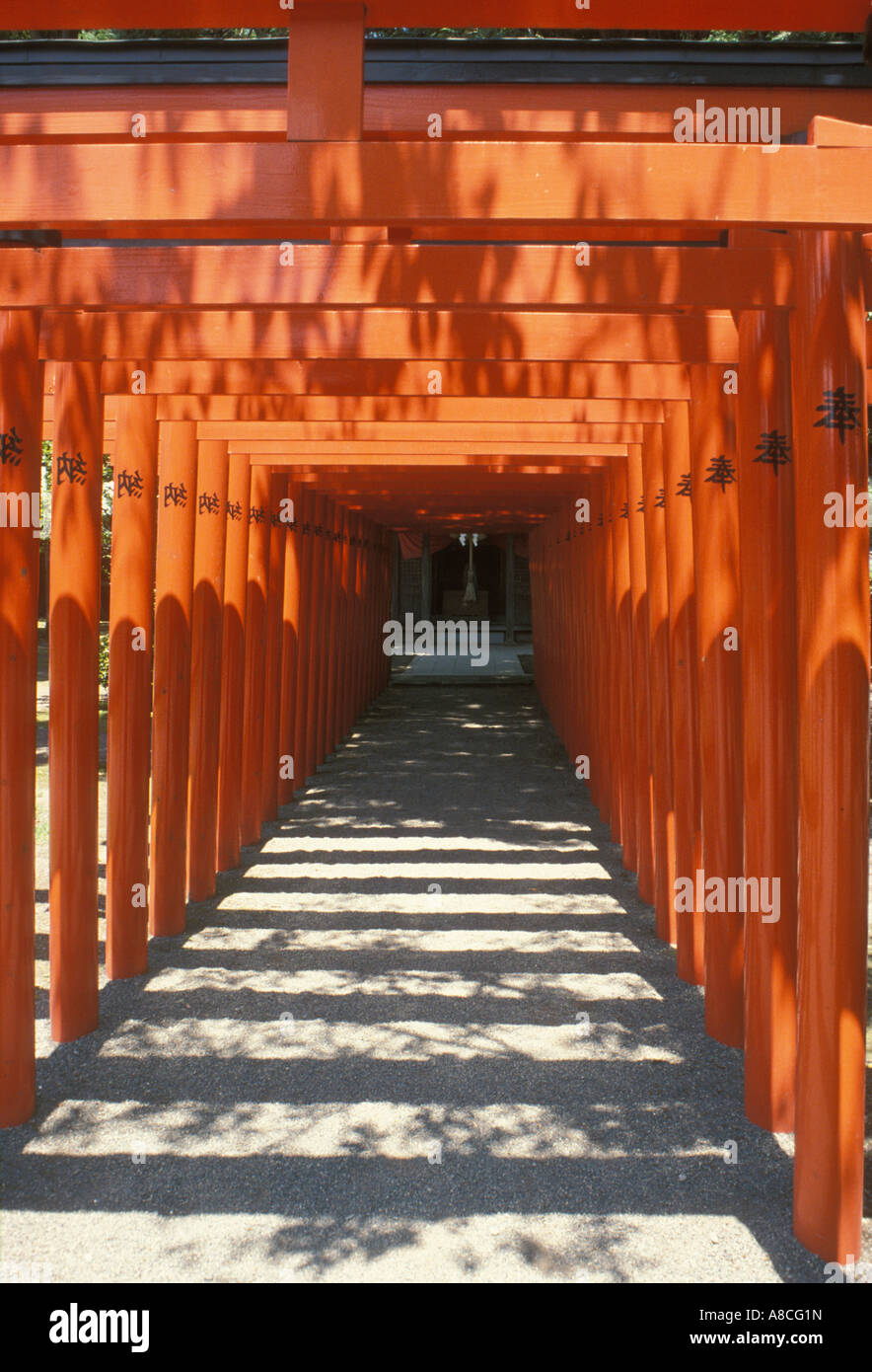 Red Torii gates at a traditional Shinto temple in Suizen Ji , Kumamoto ...