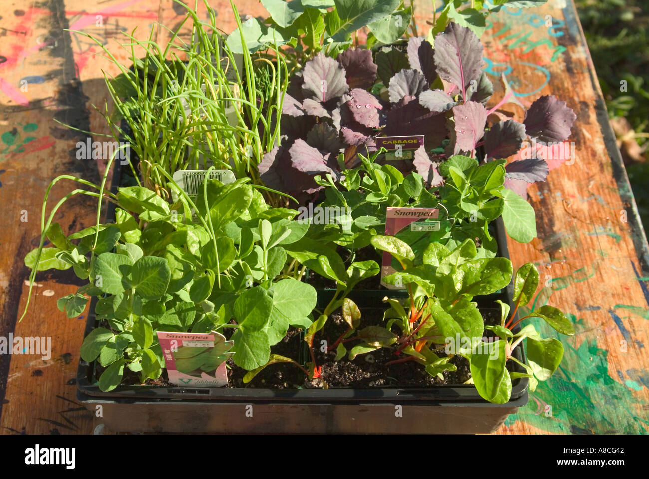 Tray of healthy seedlings ready for planting Stock Photo - Alamy