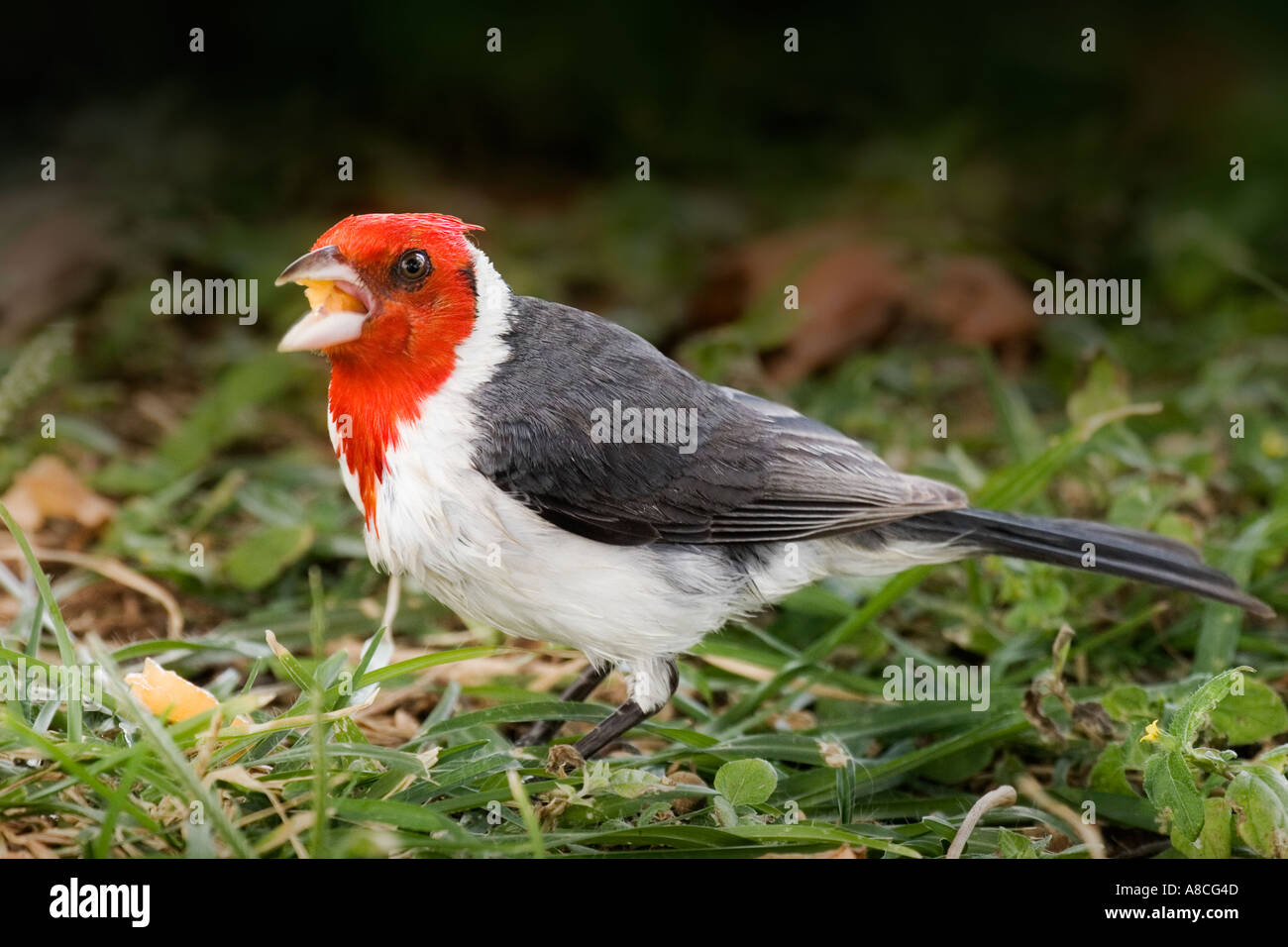 Red Crested Cardinal on grass in Oahu Hawaii Stock Photo - Alamy