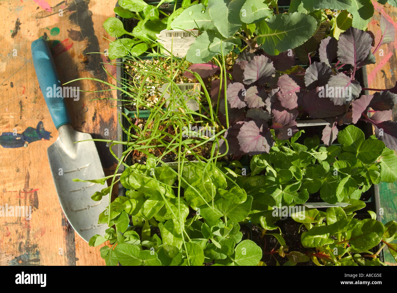 Tray of healthy seedlings ready for planting out in the spring Stock ...