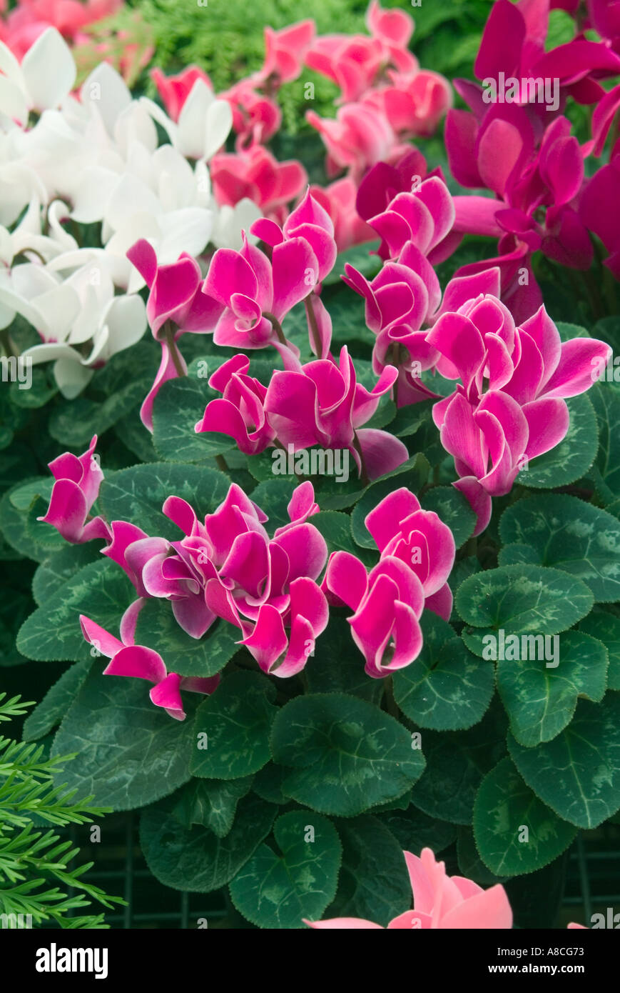 The perennial Cyclamen persicum, the Persian cyclamen in bloom Stock ...
