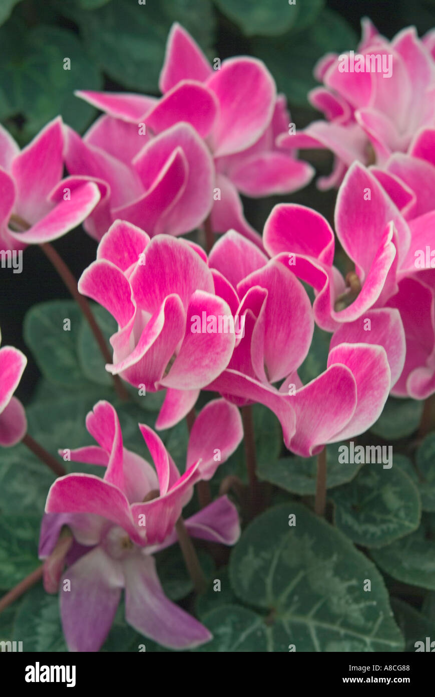 Persian cyclamens hi-res stock photography and images - Alamy