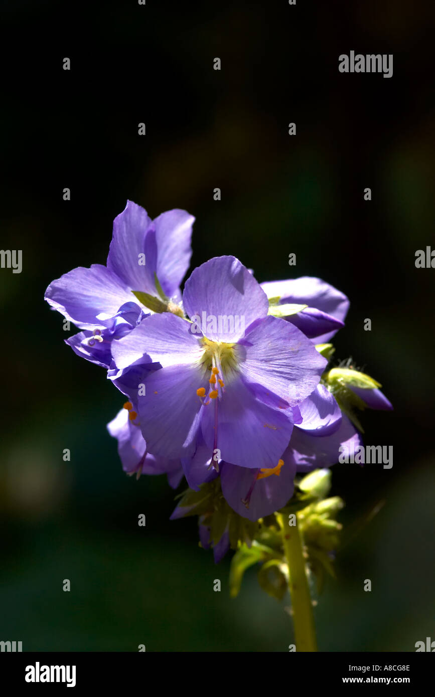 Jacobs ladder flower hi-res stock photography and images - Alamy