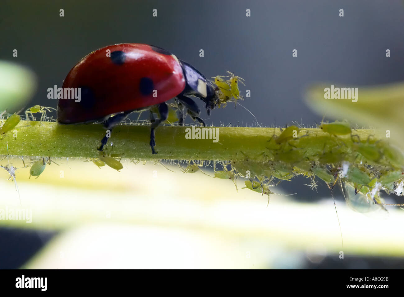 Seven spot ladybird eating aphid hi-res stock photography and images ...