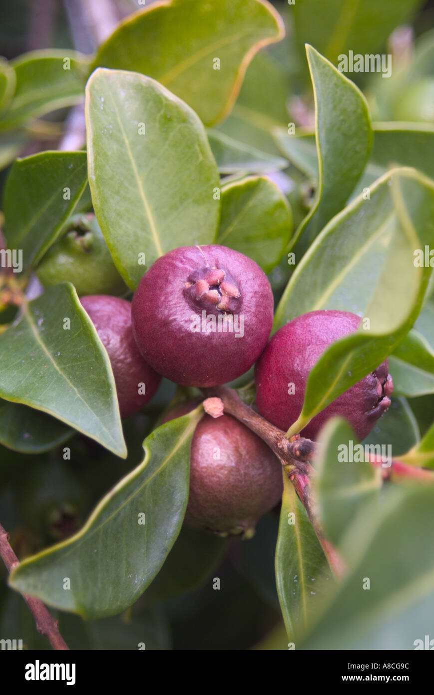 Fruit of the Strawberry Guava Psidium littorale Stock Photo - Alamy