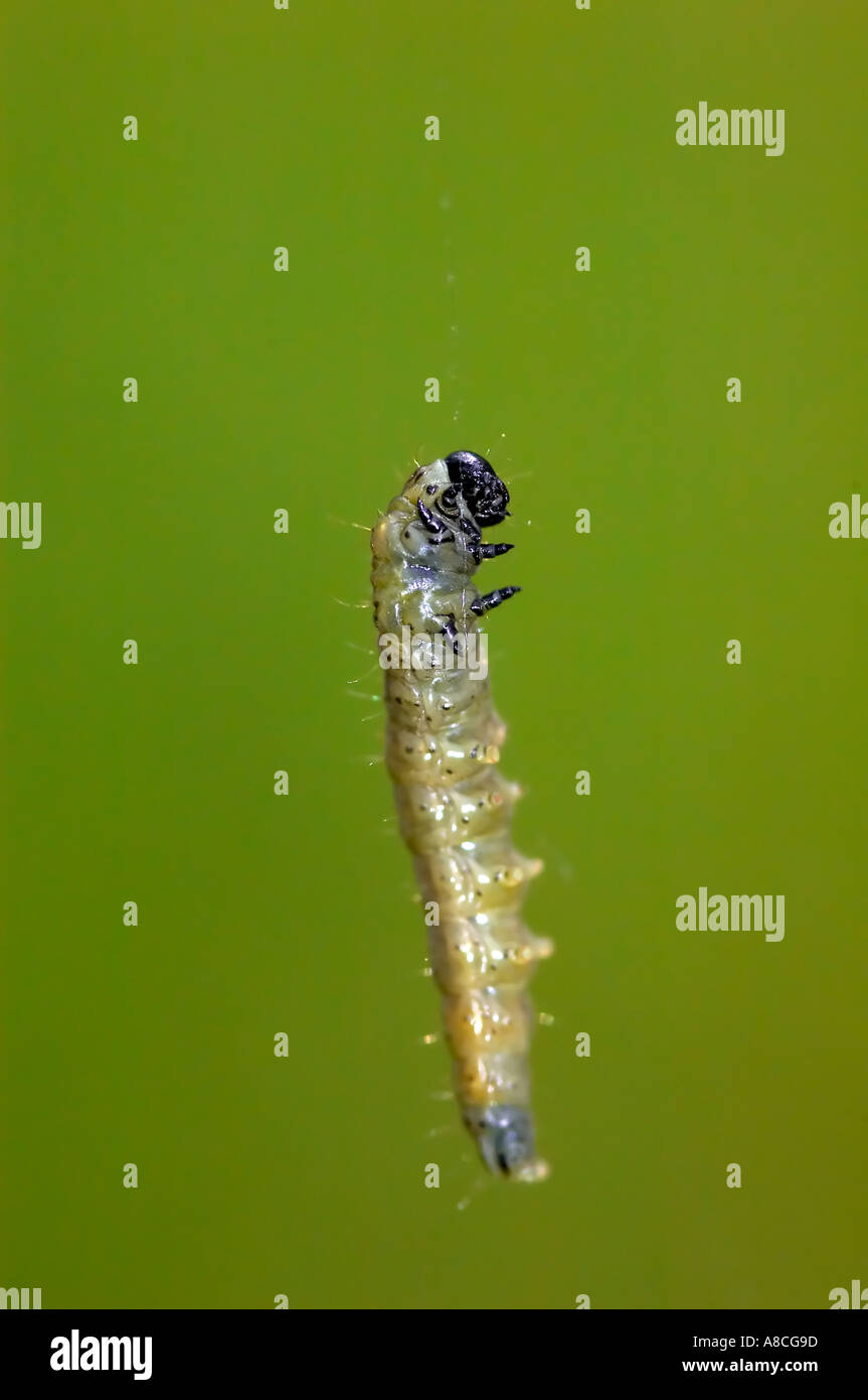 Tortrix moth caterpillar hi-res stock photography and images - Alamy
