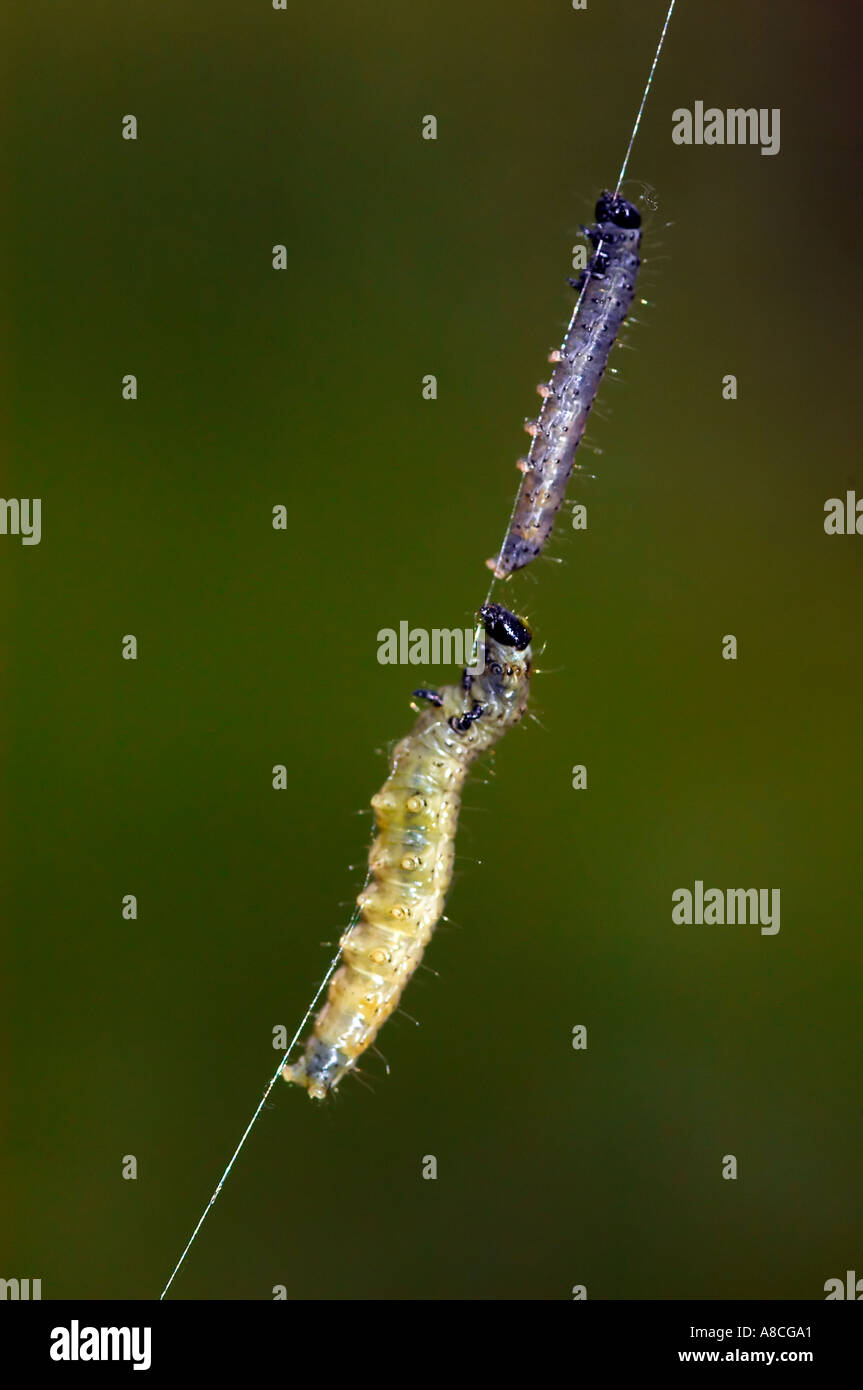 Green Oak Tortrix Moth caterpillar Tortrix viridana hanging from a silk ...
