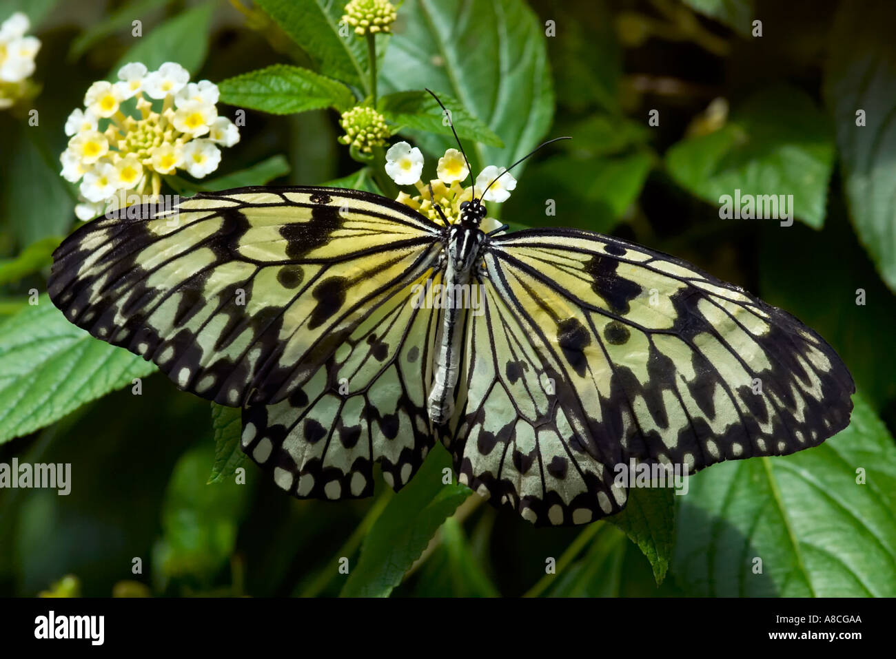 White tree nymph hi-res stock photography and images - Alamy