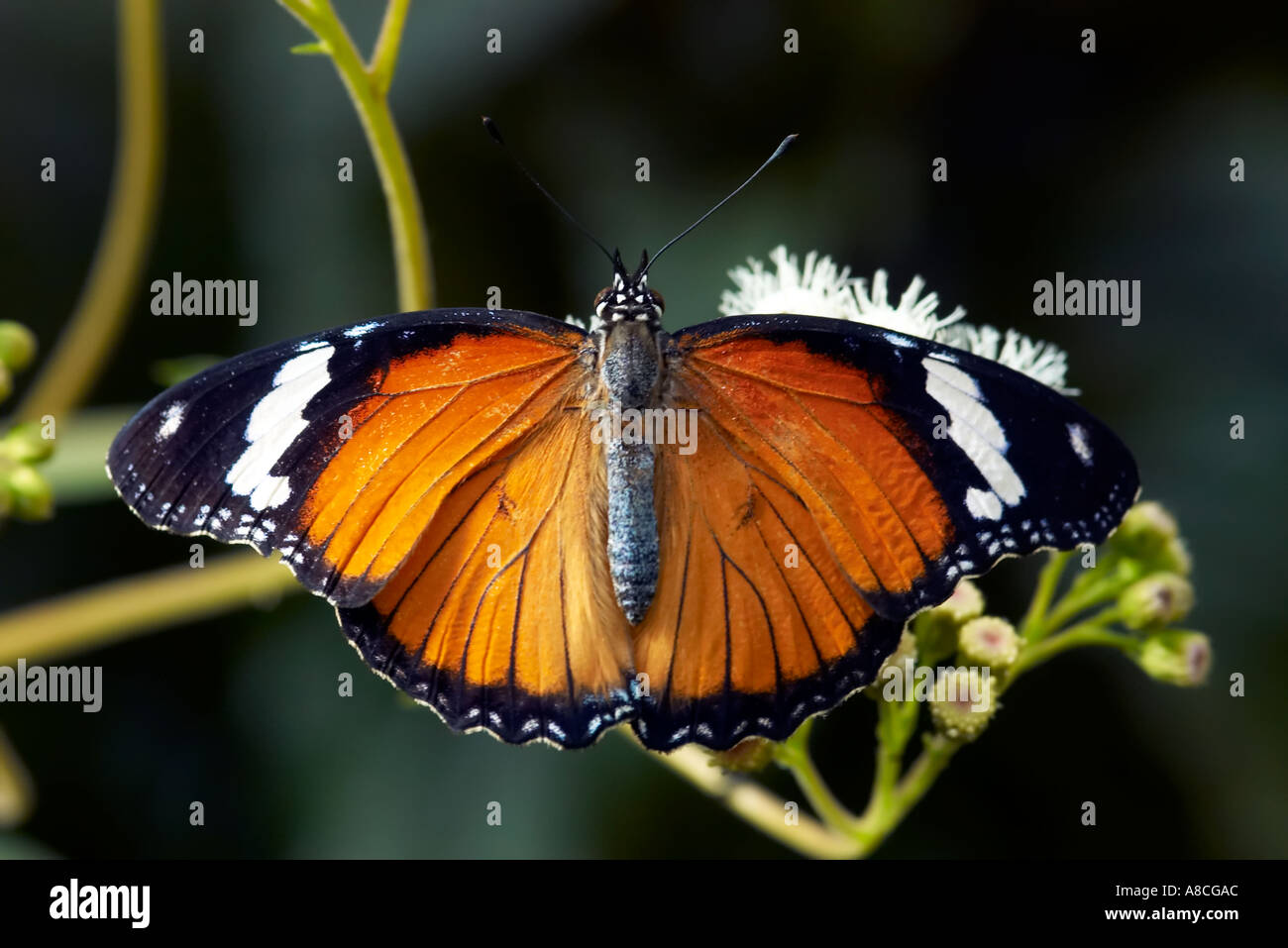Plain Tiger Butterfly Danaus Chrysippus Stock Photos & Plain Tiger ...