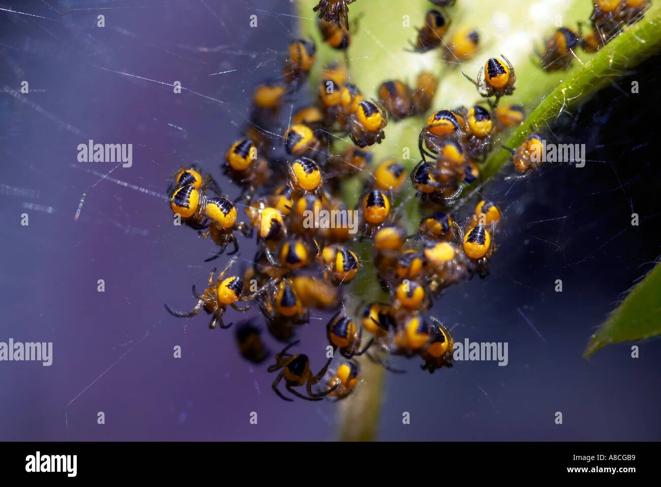 British spiders hi-res stock photography and images - Alamy