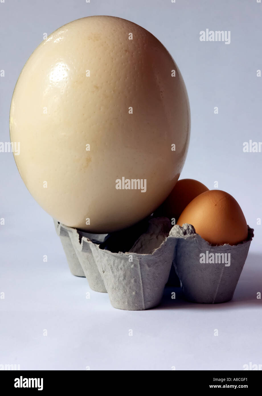 Ostrich Egg Yolk