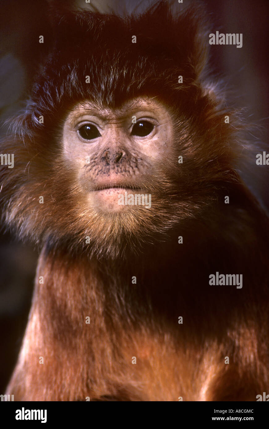 Javan langur Trachypithecus auratus auratus Captive Stock Photo - Alamy