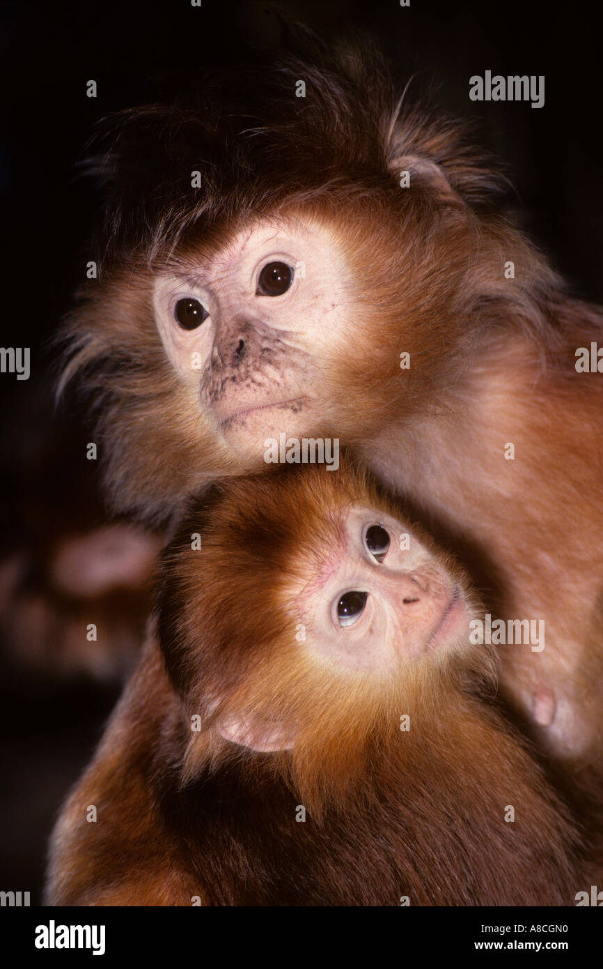 Javan langur Trachypithecus auratus auratus Captive Stock Photo - Alamy