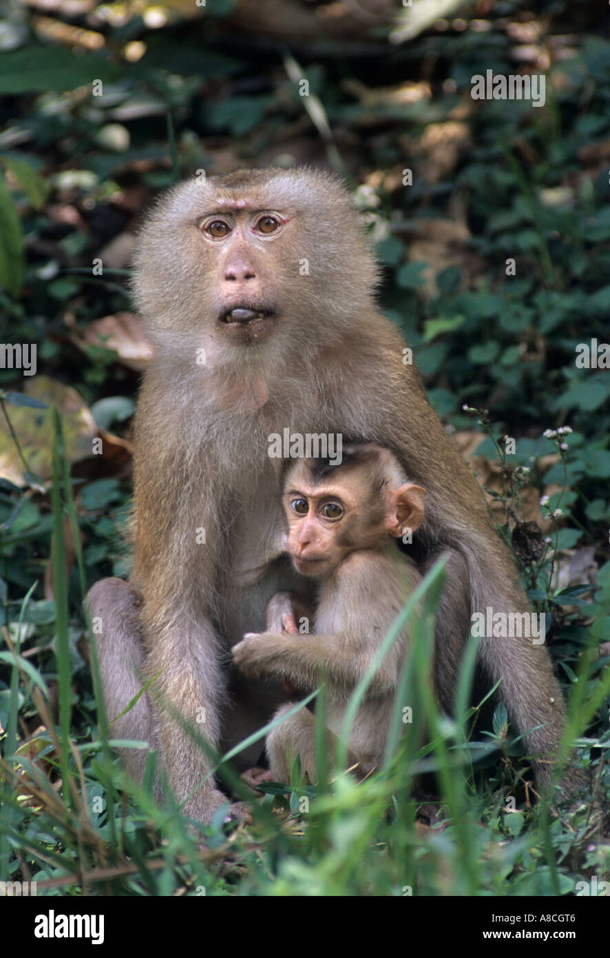 Northern pig tailed macaque macaca leonina hi-res stock photography and ...