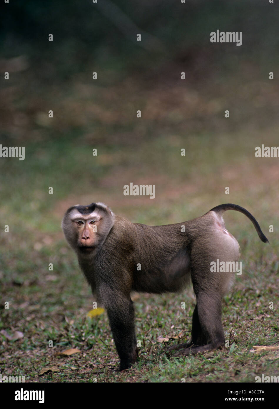 Northern pig tailed macaque macaca leonina hi-res stock photography and ...