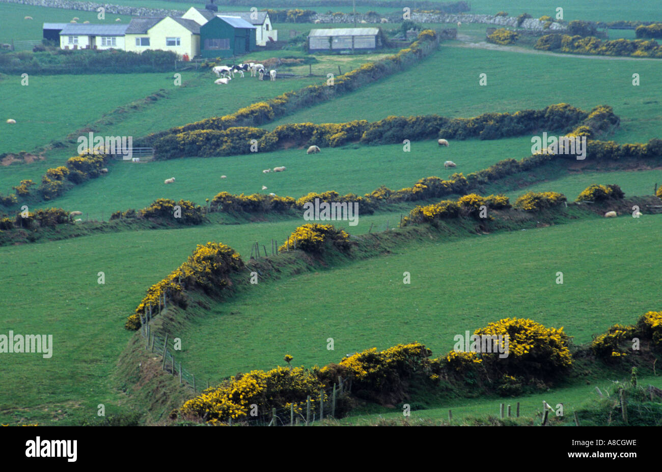 Farm on the Llyn Peninsula Wales Stock Photo - Alamy