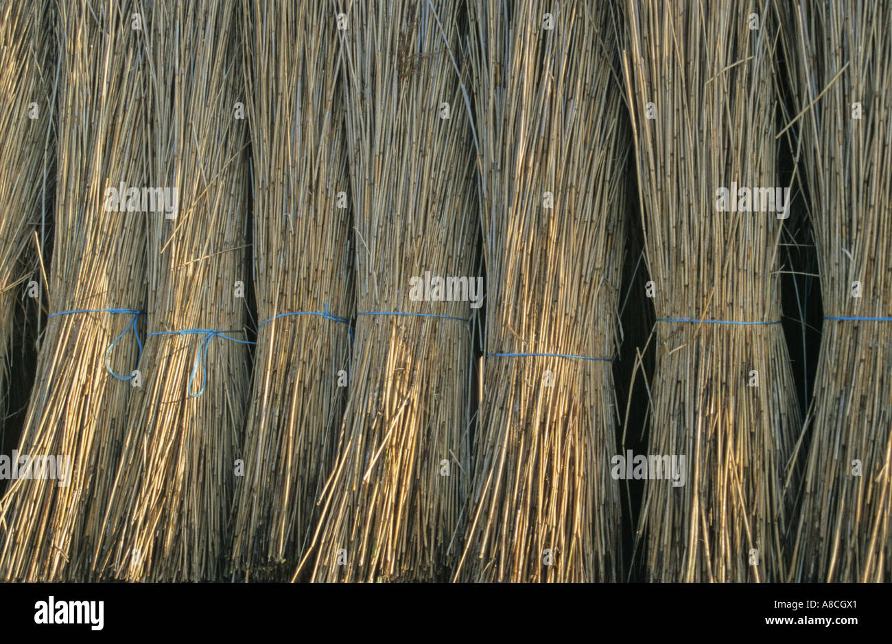Reed cutting craft hi-res stock photography and images - Alamy