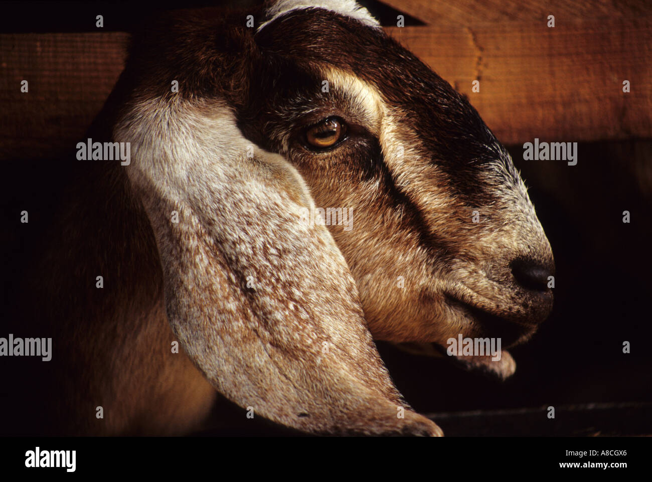 Floppy ear goat hi-res stock photography and images - Alamy