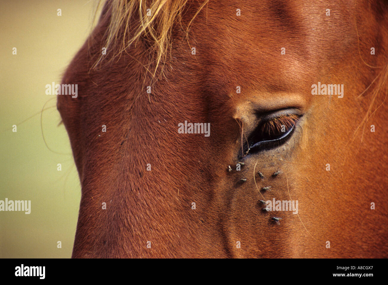 Sensitive eyesight hi-res stock photography and images - Alamy