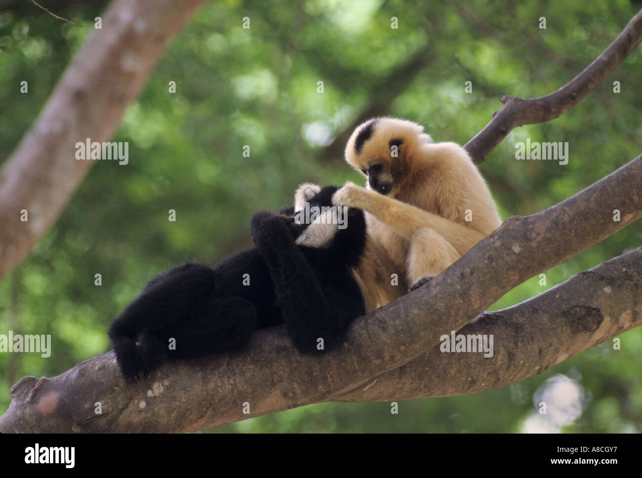 White cheeked gibbon Nomascus leucogenys Vietnam Laos Adult female ...