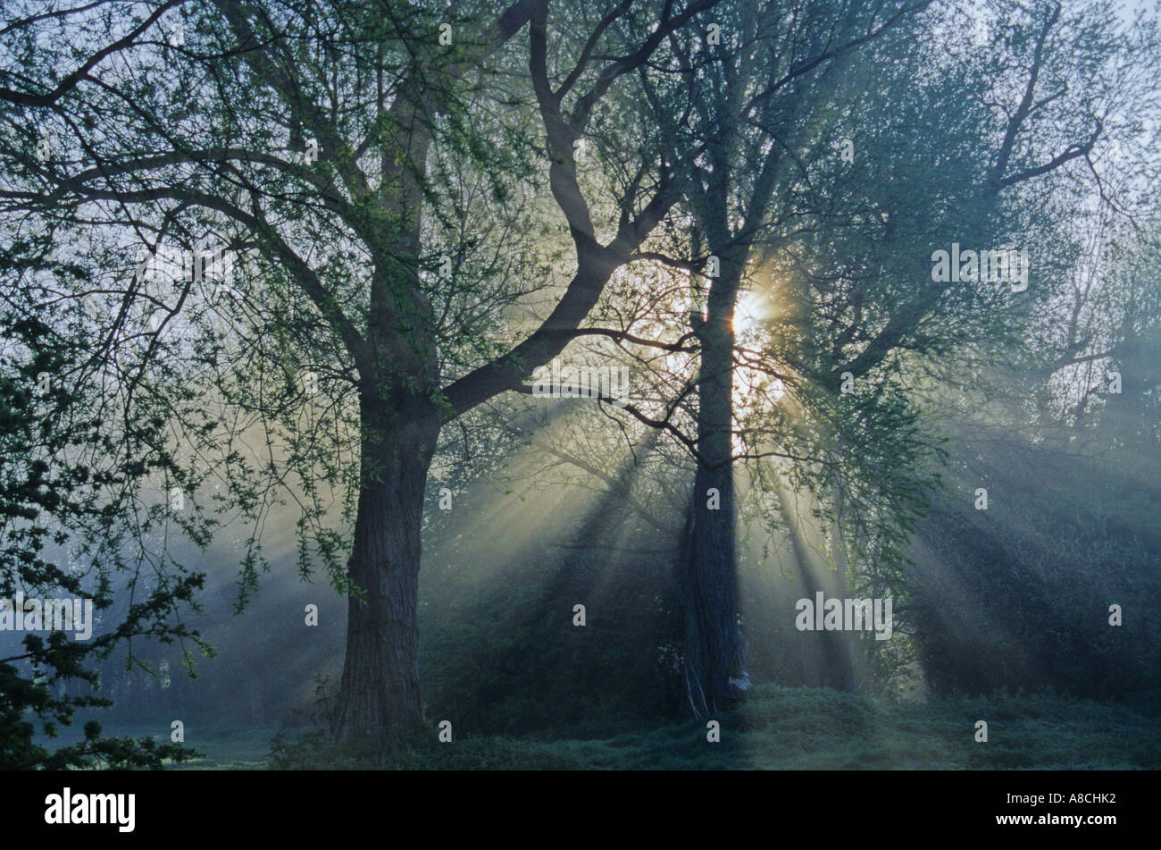 Rising shaft of light hi-res stock photography and images - Alamy
