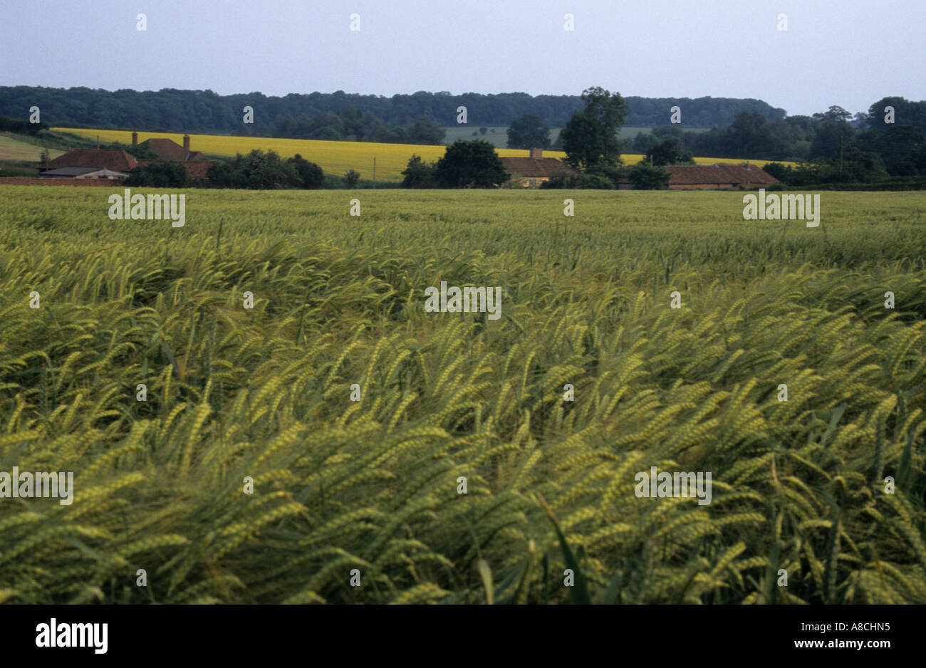 Wheat Field Norfolk Stock Photo - Alamy