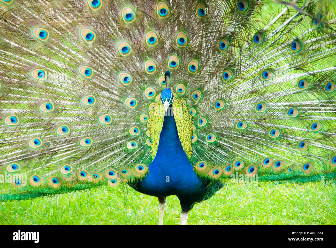 A Strutting Male Peacock Stock Photo - Alamy