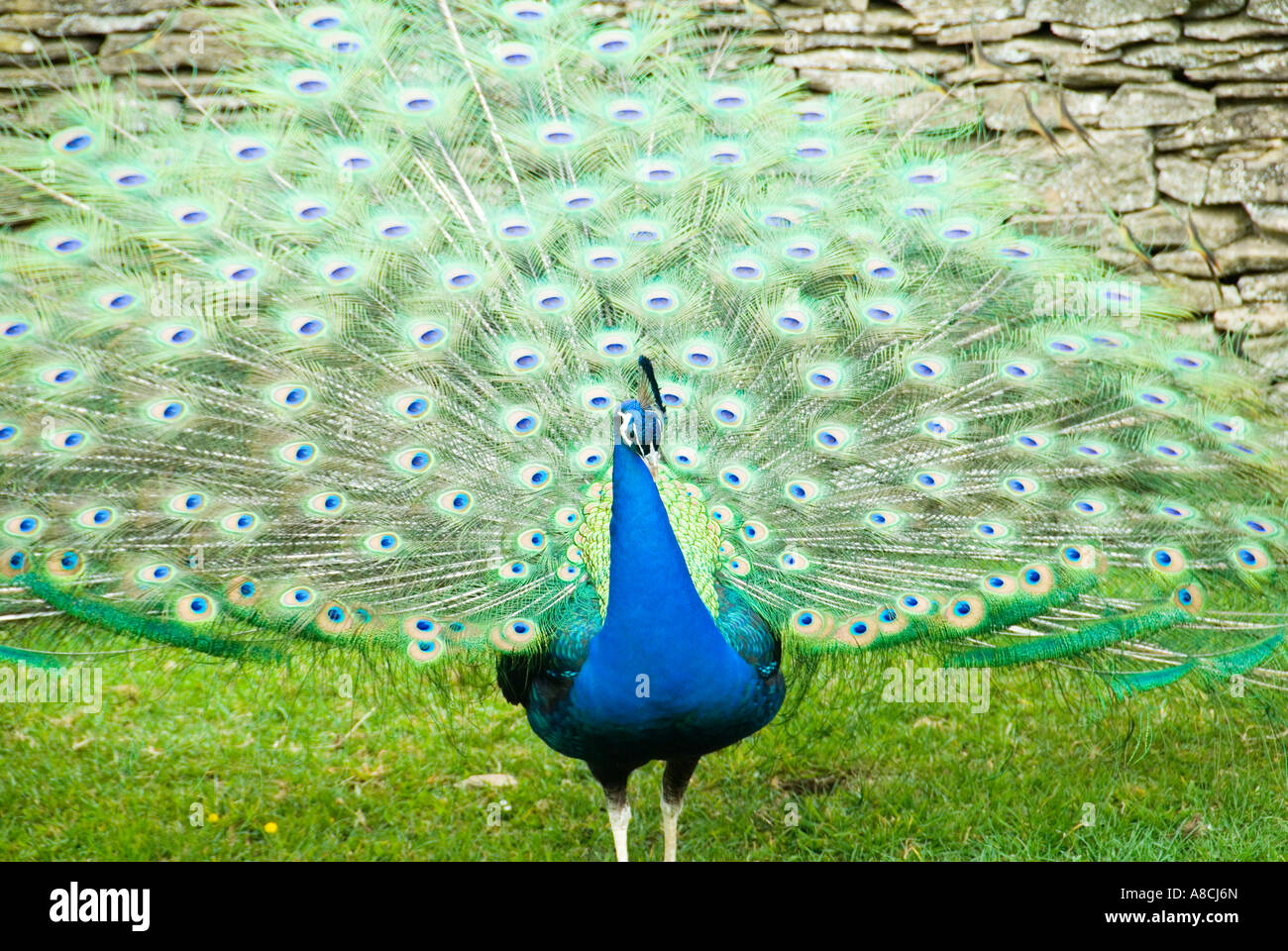 A Strutting Male Peacock Stock Photo - Alamy