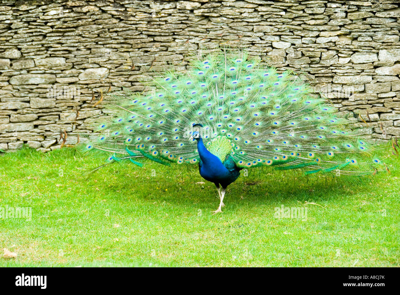 A Strutting Male Peacock Stock Photo - Alamy