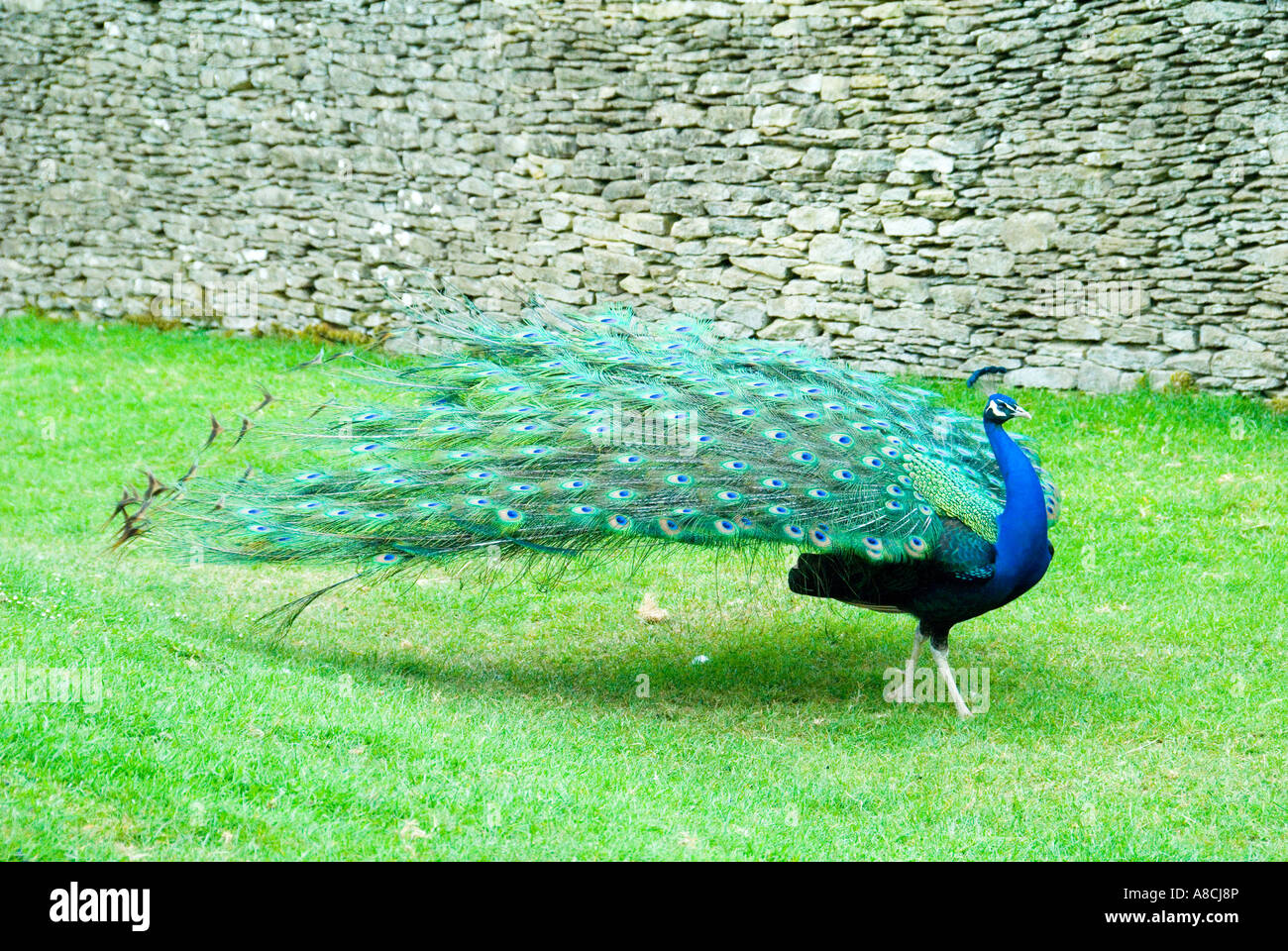 Colour Peacock High Resolution Stock Photography and Images - Alamy