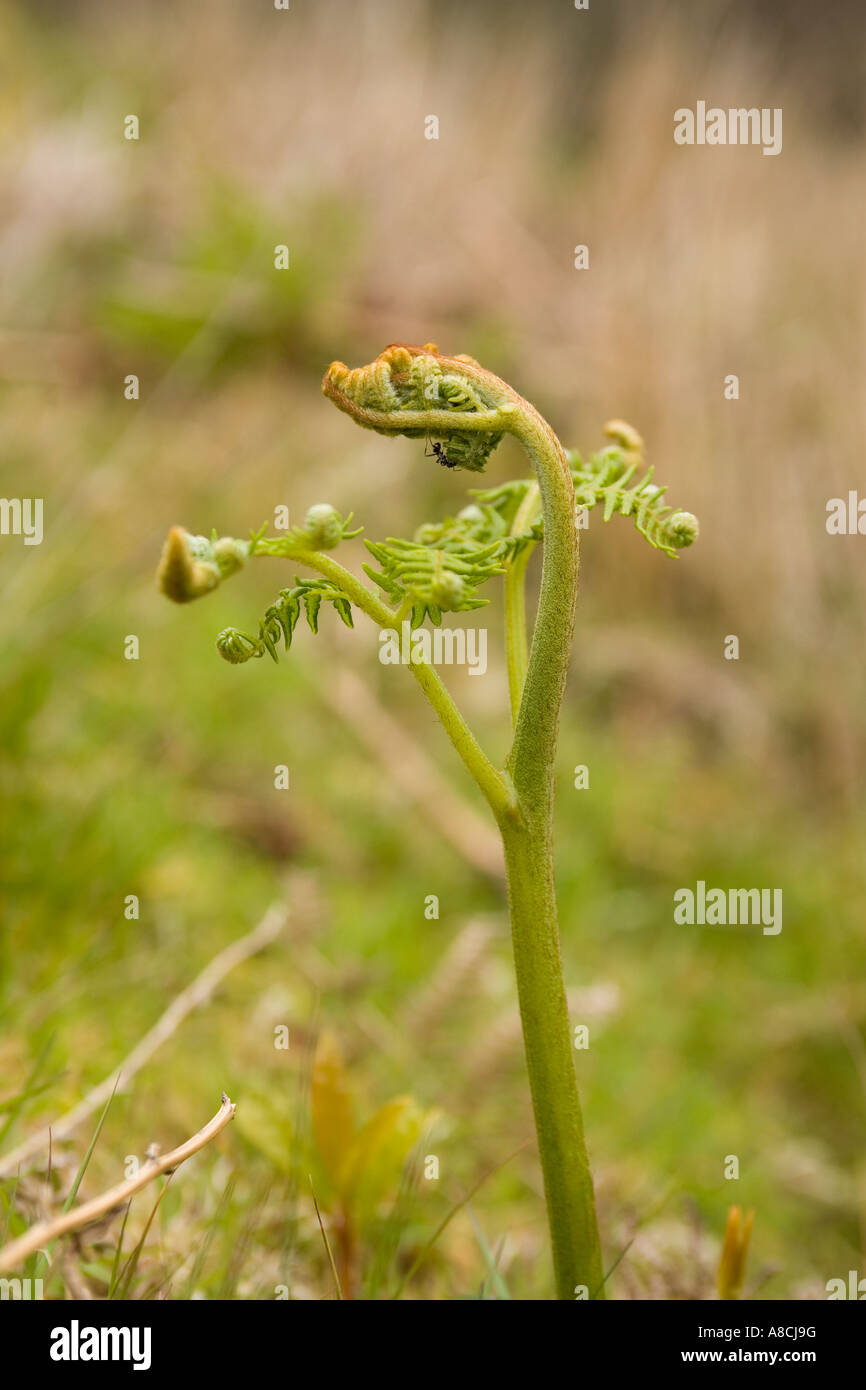 UK Lundy Island new shoot of bracken unfurling in springtime Stock ...