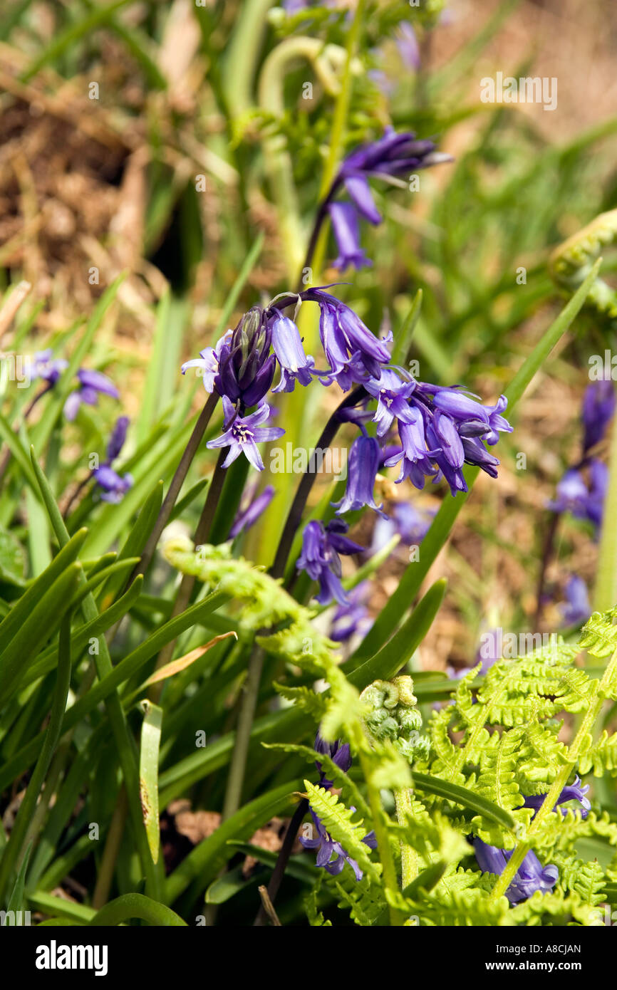 UK Lundy Island springtime emerging bluebell flowers Hyacinthoides non ...