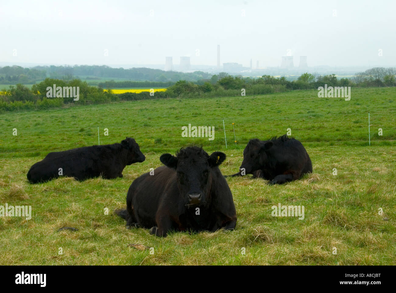 Three Black Cows lying in a field with Didcot B Power Station on the ...