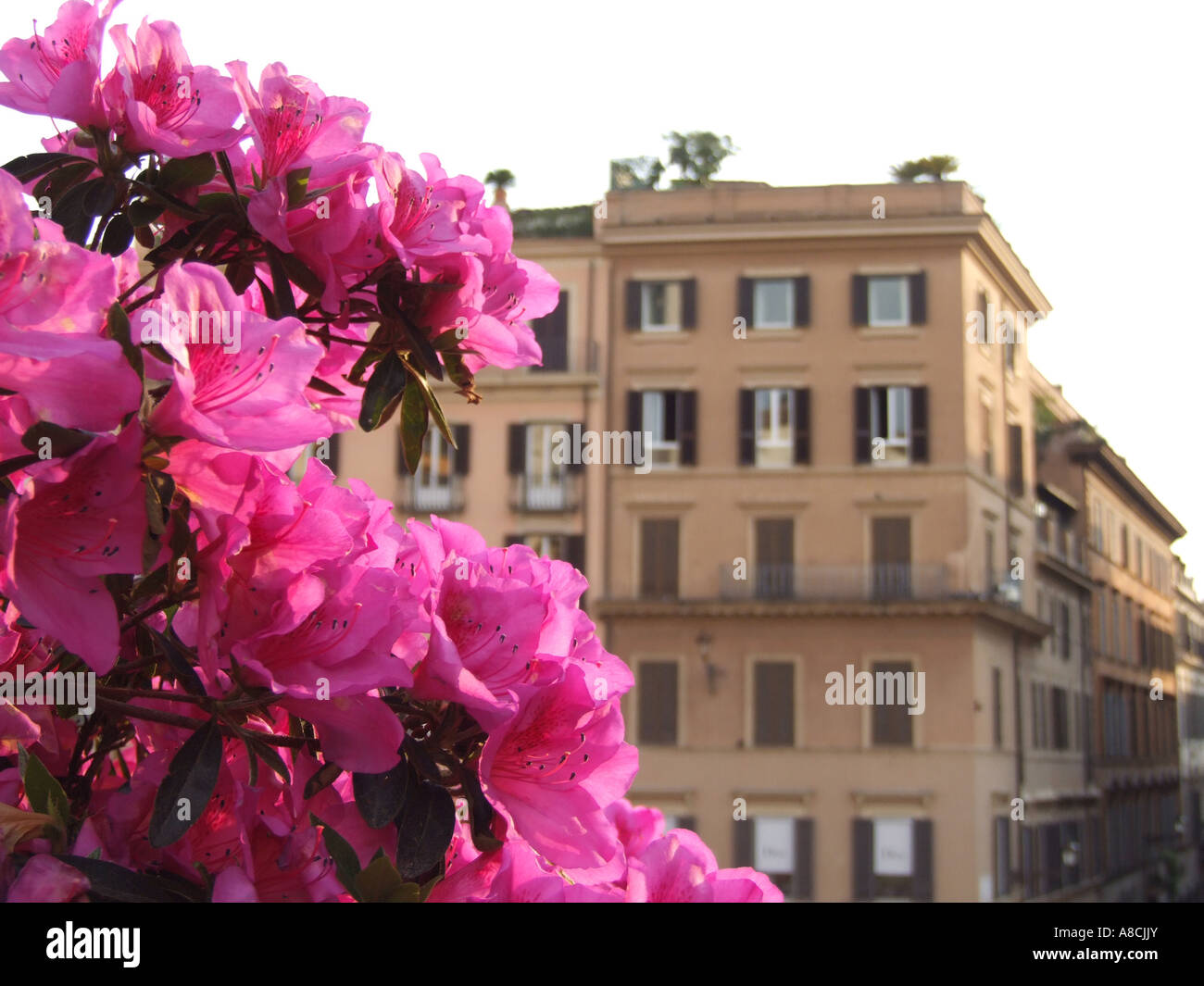 detail of pink flowers on the spanish steps in rome, italy Stock Photo ...