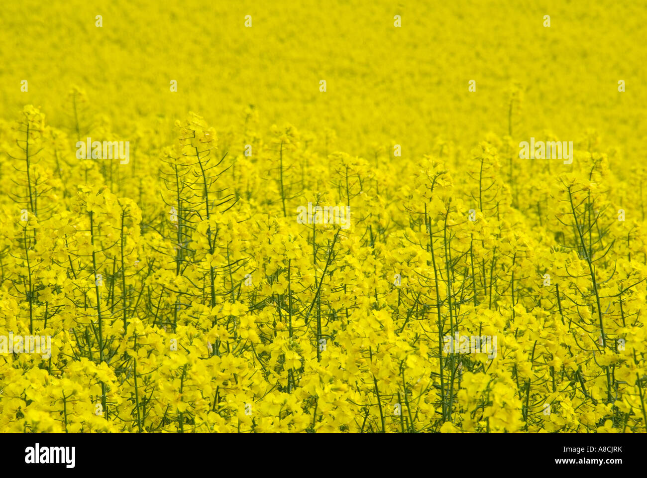Yellow Rapeseed Background Stock Photo - Alamy