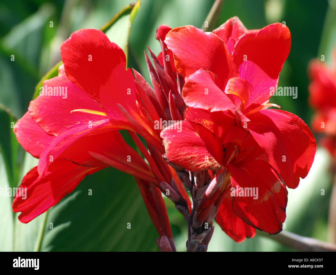 Red Cana Lily. South Africa Stock Photo - Alamy