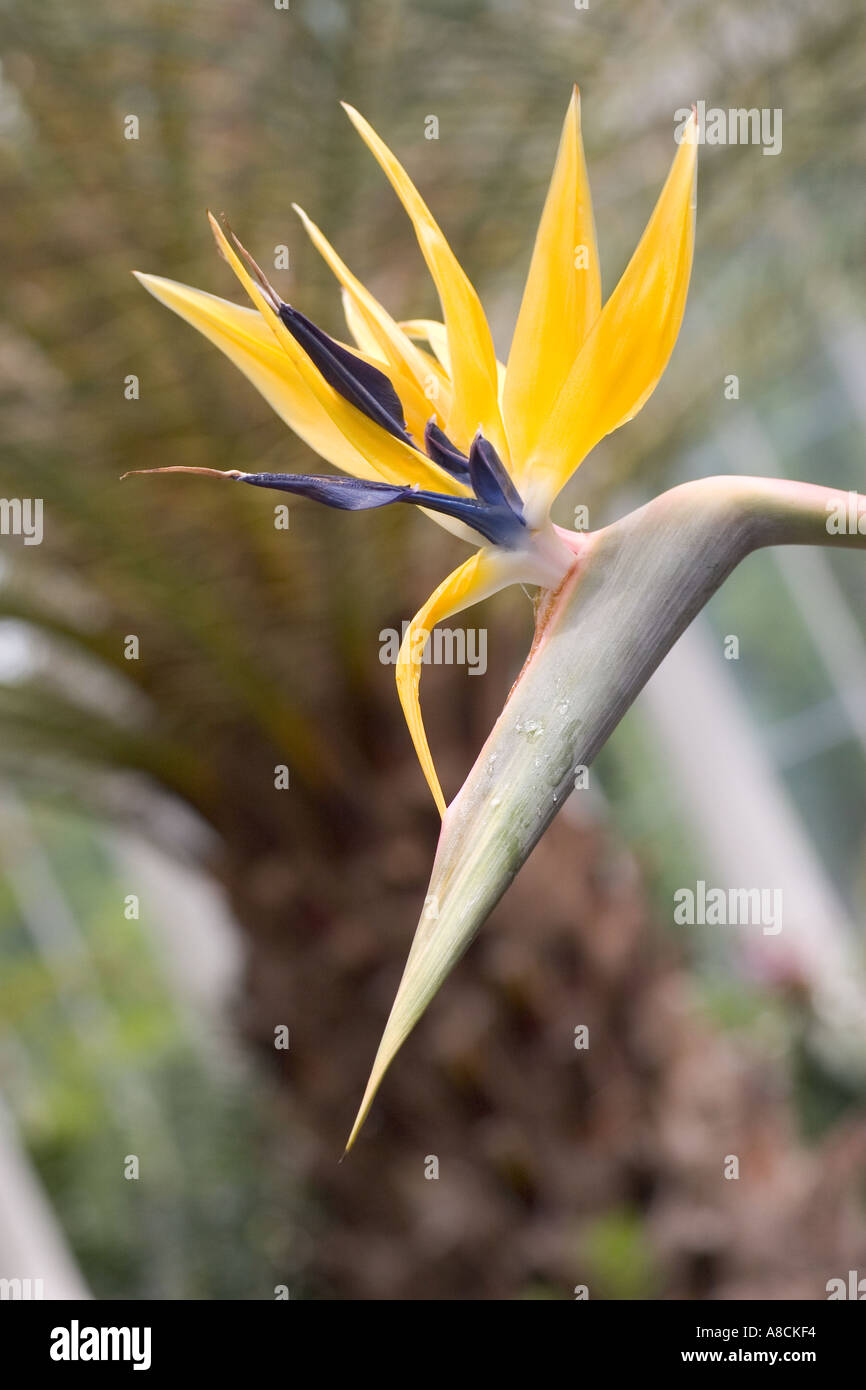Bird of Paradise Crane Flower Strelitzia reginae flower Stock Photo - Alamy
